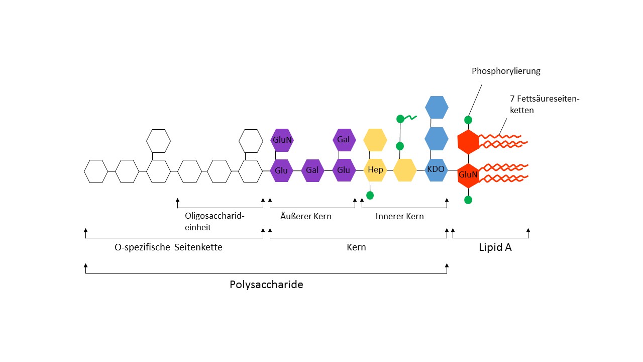 Structure of Lipopolysaccharide Endotoxins - Minerva Analytix